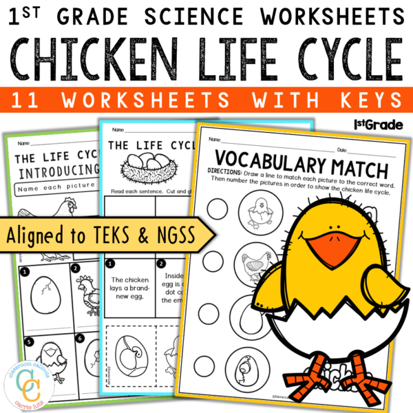 Chicken Life Cycle 1st Grade | Science Worksheets - Teaching Ideas Made ...