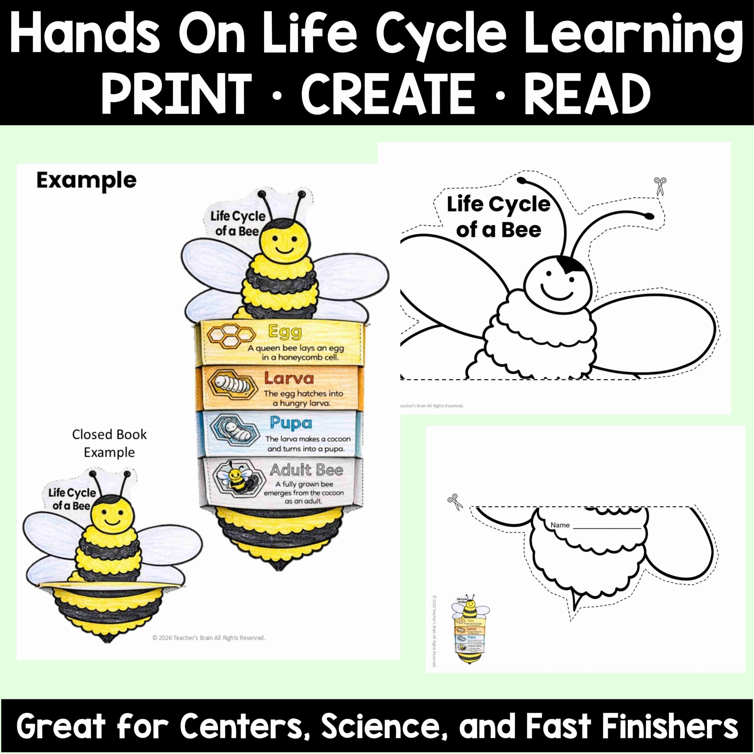 Spring Life Cycle Foldable Books | Plant, Bee, Butterfly | K-2 Science ...